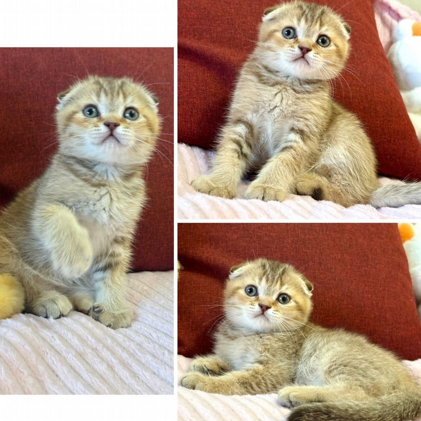 Шотландский вислоухий короткошёрстный котёнок