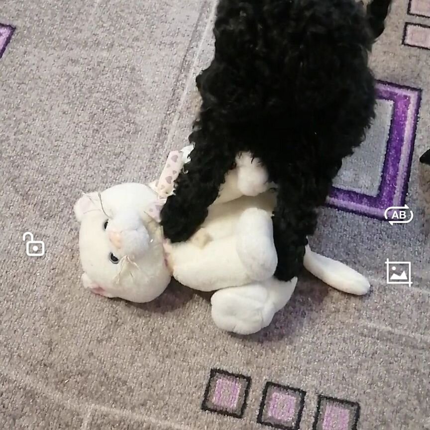 Той-пудель мальчик