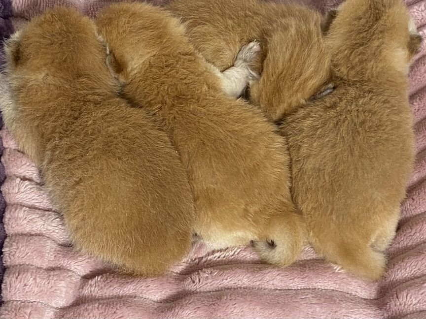 Котята золотая шиншилла