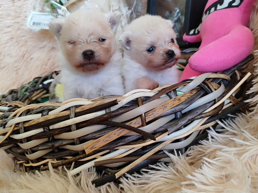 Щенки шпица