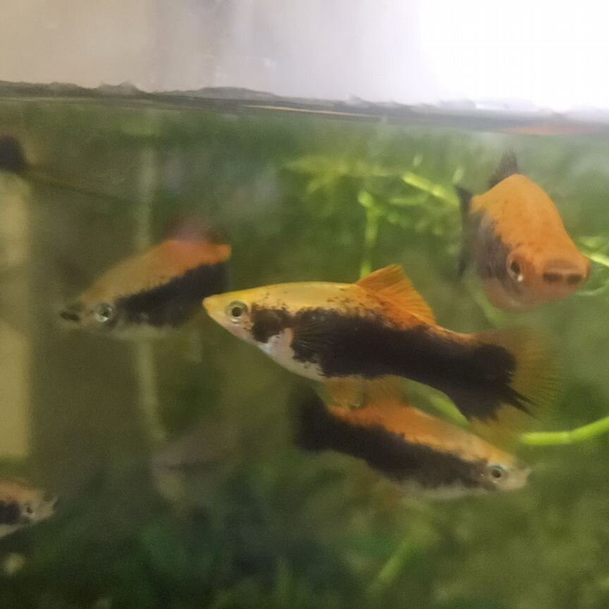 Меченосцы мальки