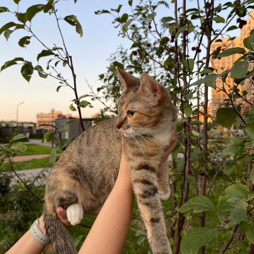 Кошка в дар