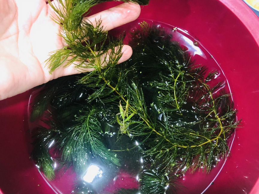 Роголистник в аквариум