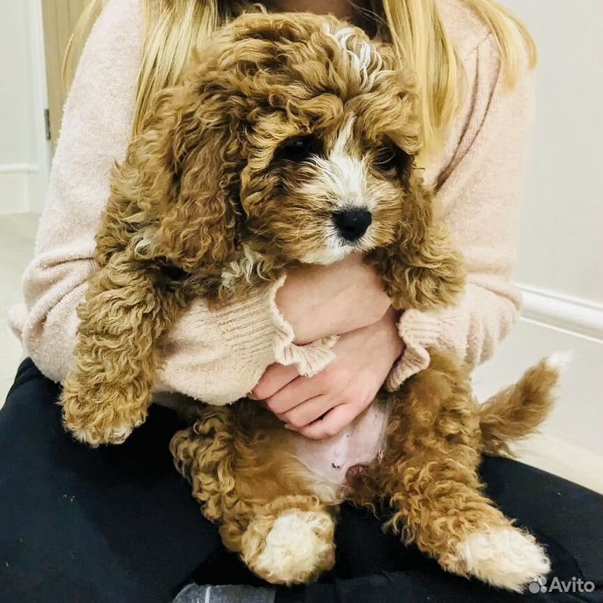 Cavapoo. Кавапу. Шикарные щенки