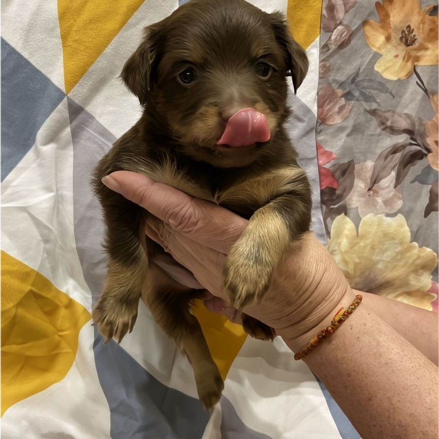 Русский той-терьер, щенок