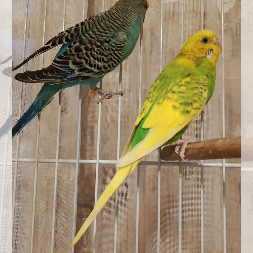 Волнистый попугай