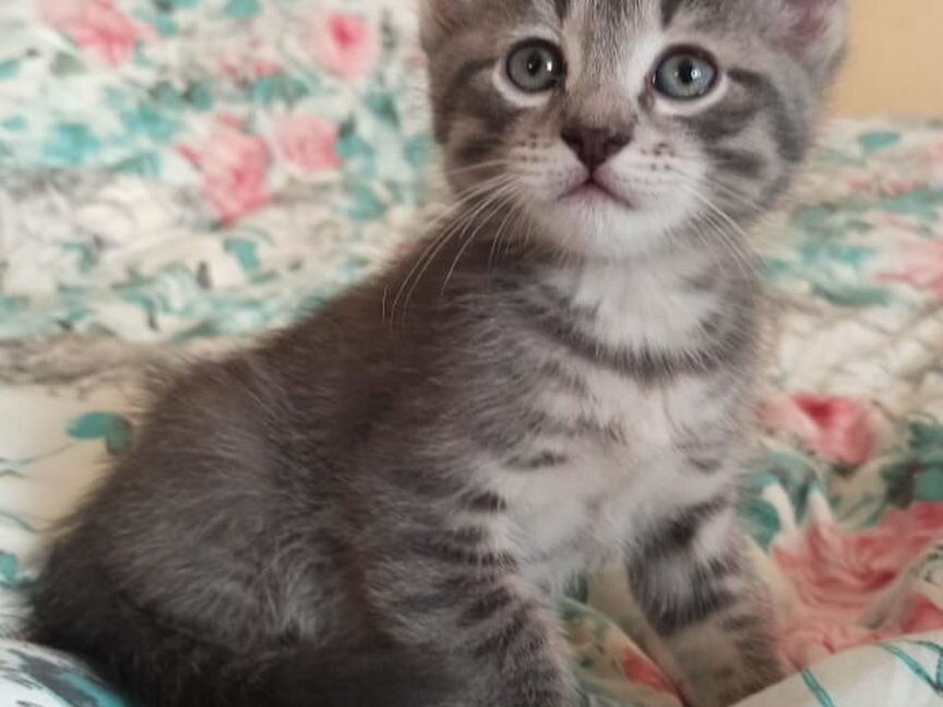 Котята ищут дом
