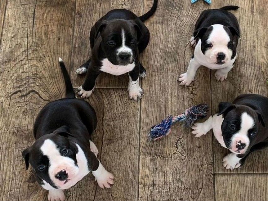 Щенки в питомнике Amstaff Kennel