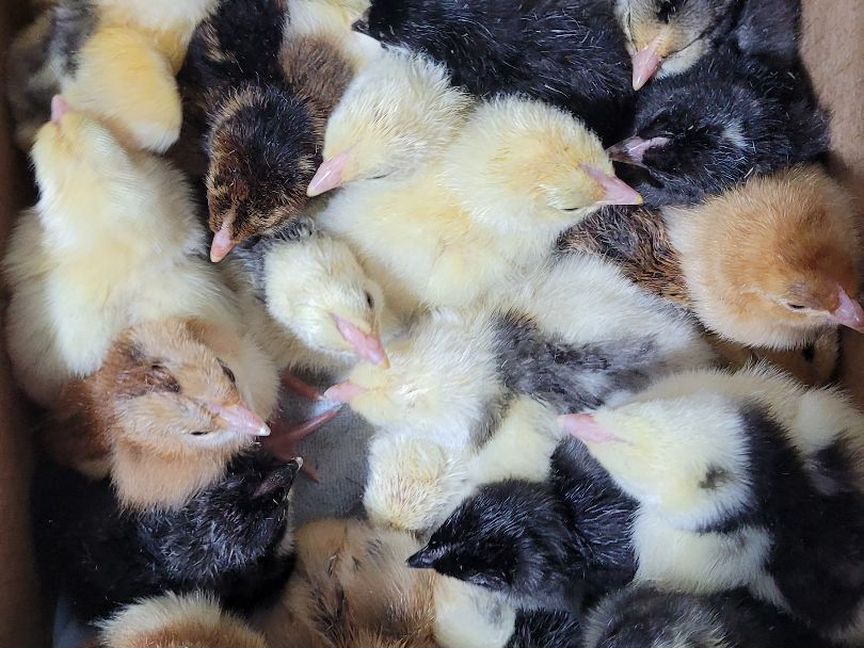 Цыплята несушки