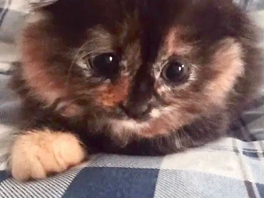 Кошка котенок кошечка