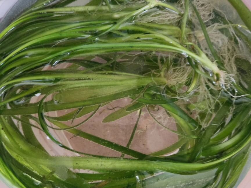 Валиснерия в аквариум. Несколько кустиков