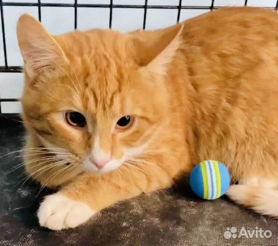 Взрослый кот в добрые руки купить в Москве | Животные и зоотовары ...