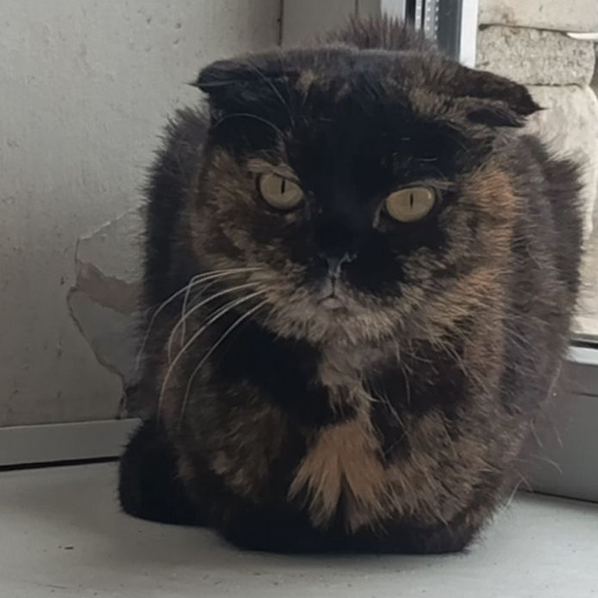 Шотландская вислоухая короткошёрстная, взрослая кошка