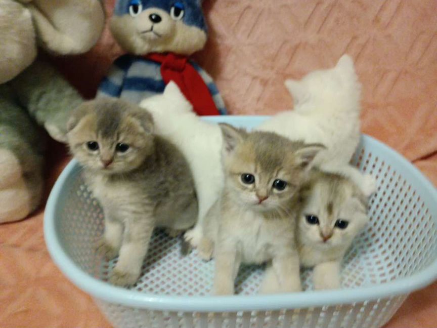 Шотландские котята драгоценных окрасов