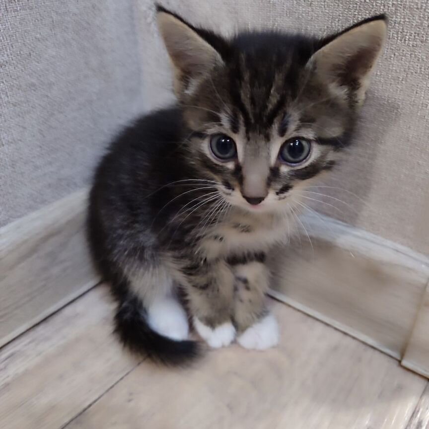 Котёнок в добрые руки