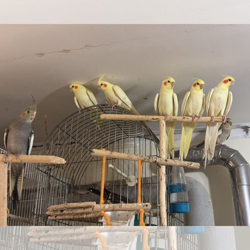 Попугай корелла