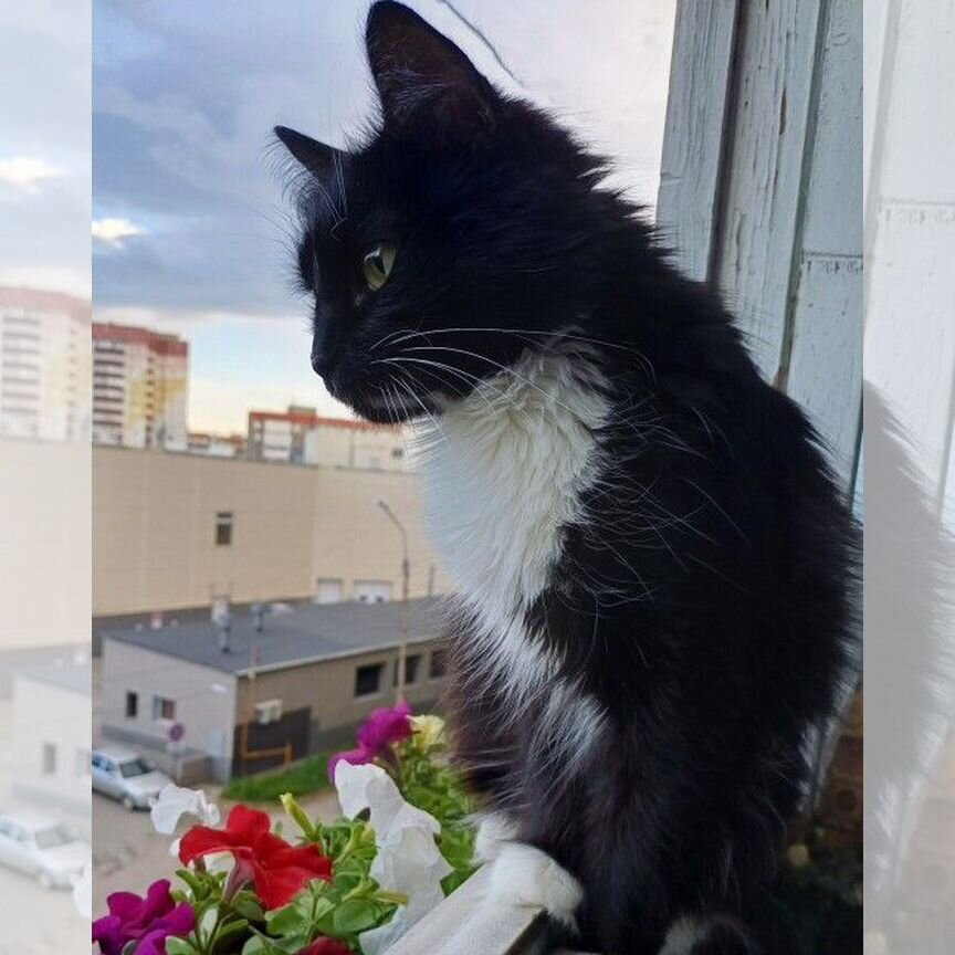 Взрослая, Девочка кошка в добрые руки