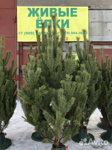 Сосна новогодняя, живая елка, живые сосны, живые е купить в Тюмени ...