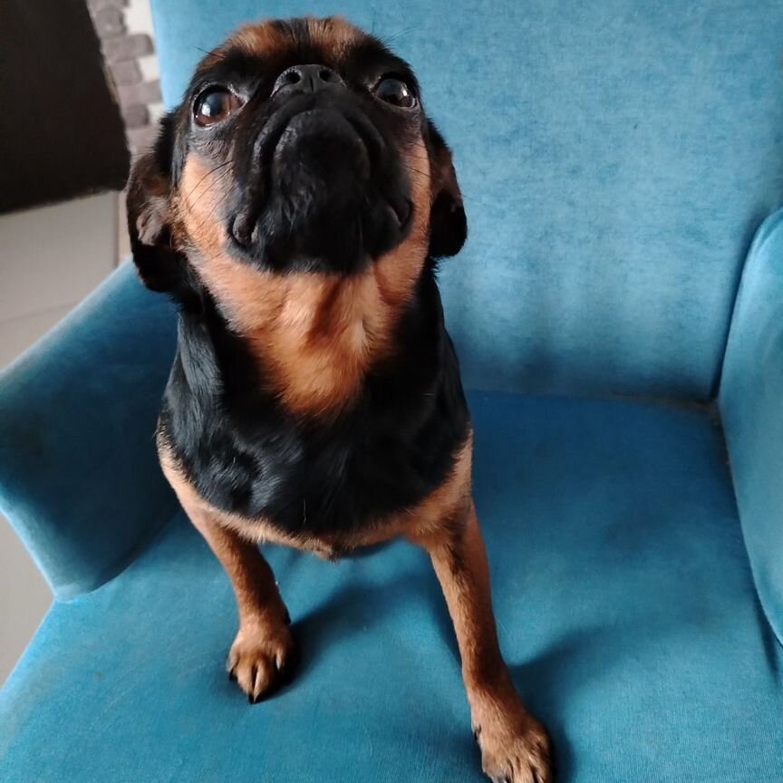 Брабансончик