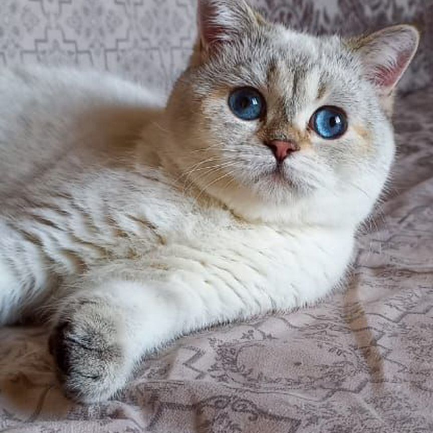 Шотландский голубоглазый котик шиншилла