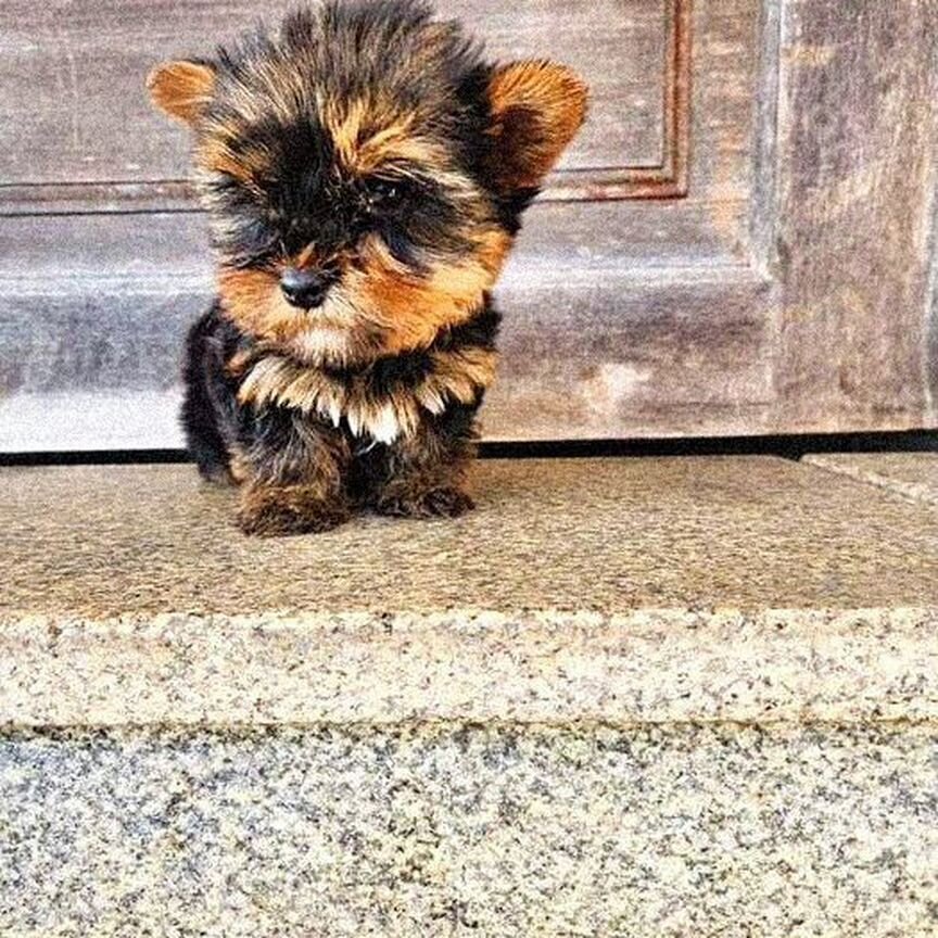 Щенки йоркширского терьера мини