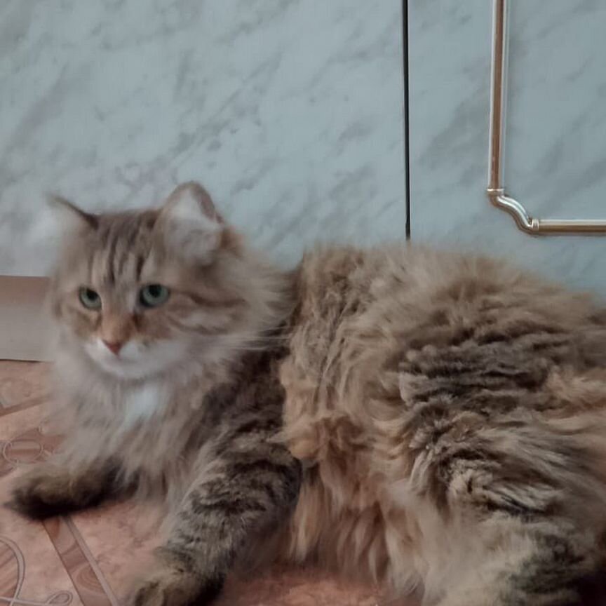 Уютная пушистая кошка