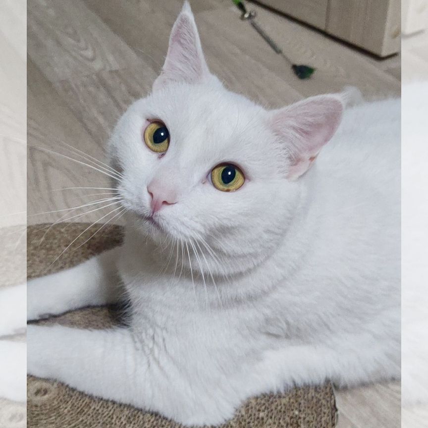 Турецкая ангора, взрослый кот