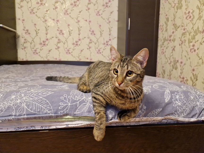 Кошка Симба в добрые руки