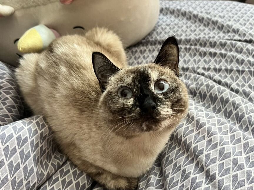 Кошечка тайского фенотипа