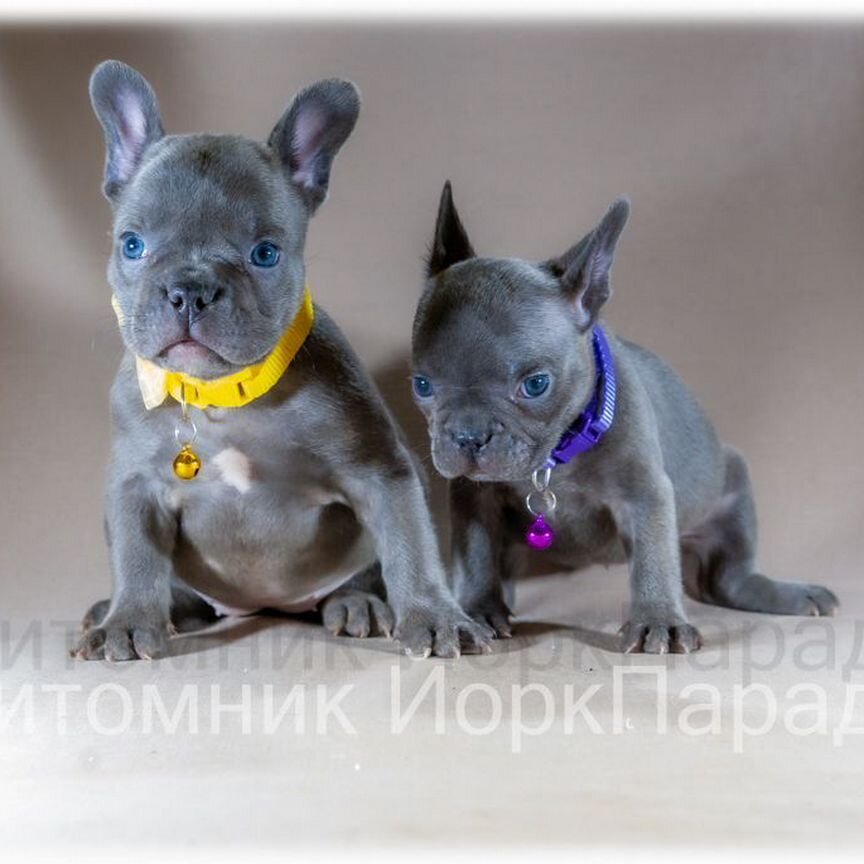 Французский бульдог