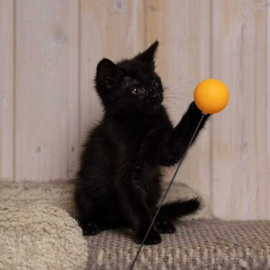 Котенок ищет дом
