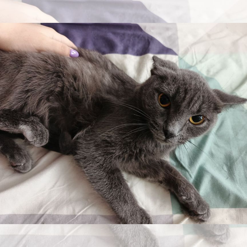 Взрослая, кошка в добрые руки