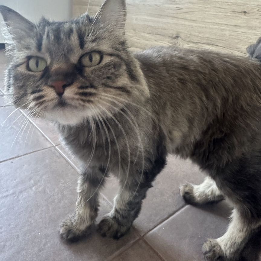 Карельский бобтейл, взрослая кошка