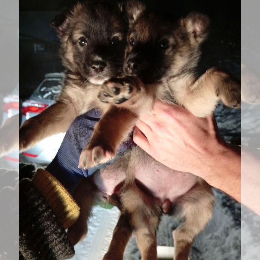 Щенок от частного владельца