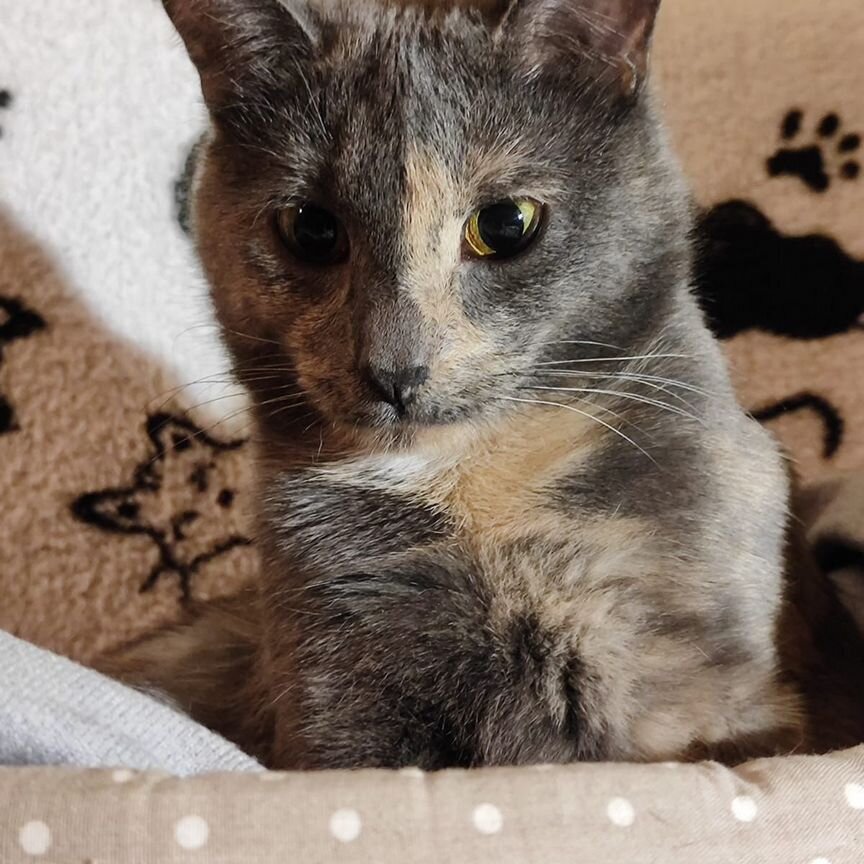 Черепаховая кошка девочка