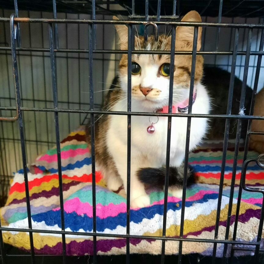 Взрослая кошка в добрые руки