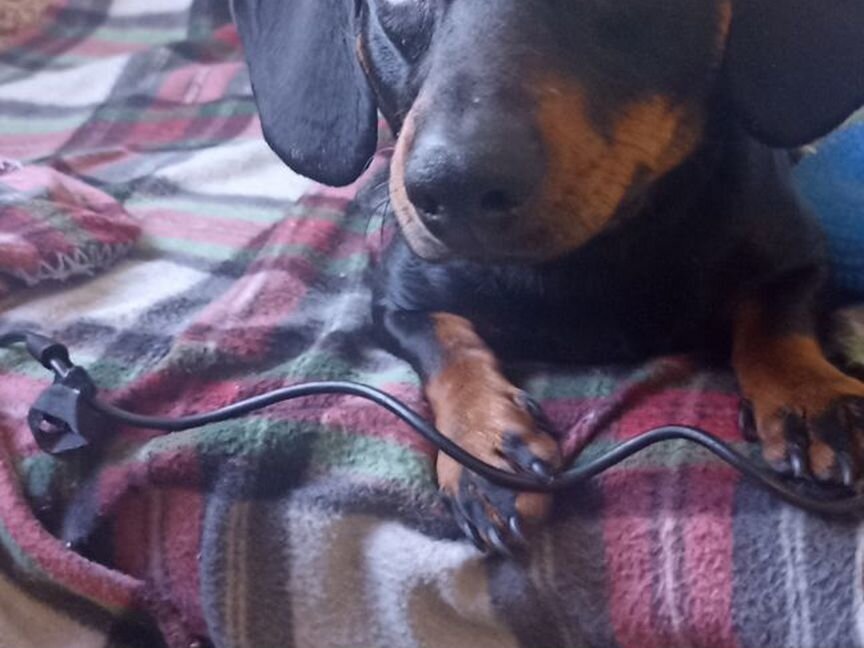 Твой друг такса