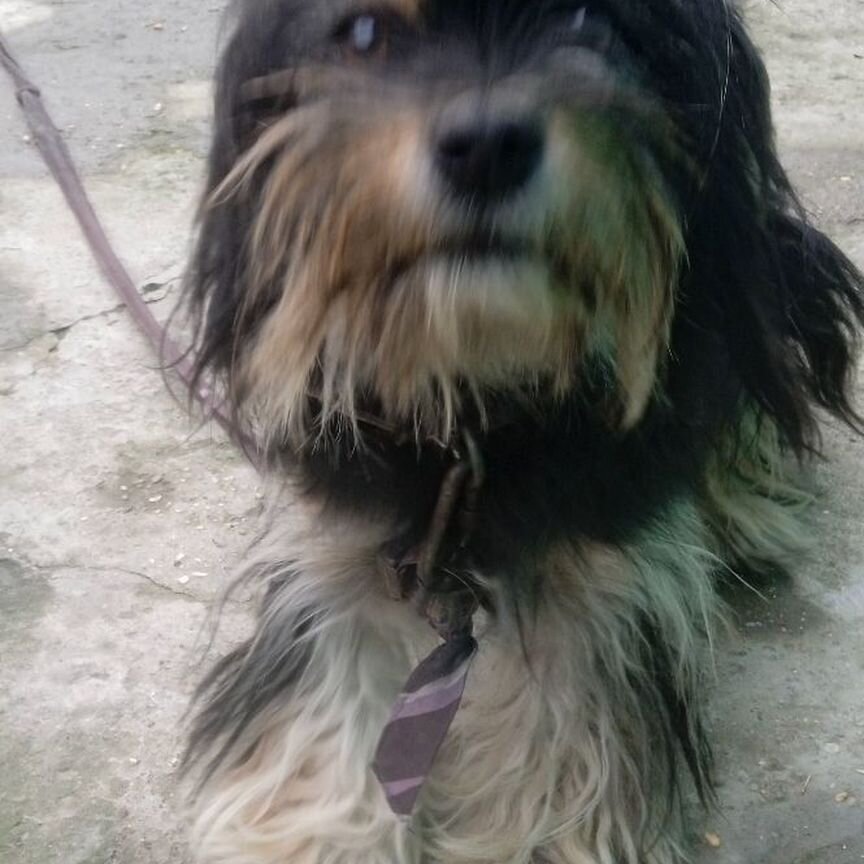 Йоркширский терьер