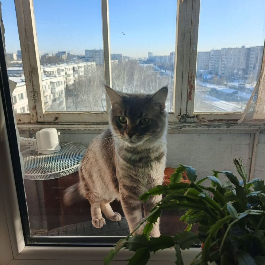 Взрослый кот в добрые руки