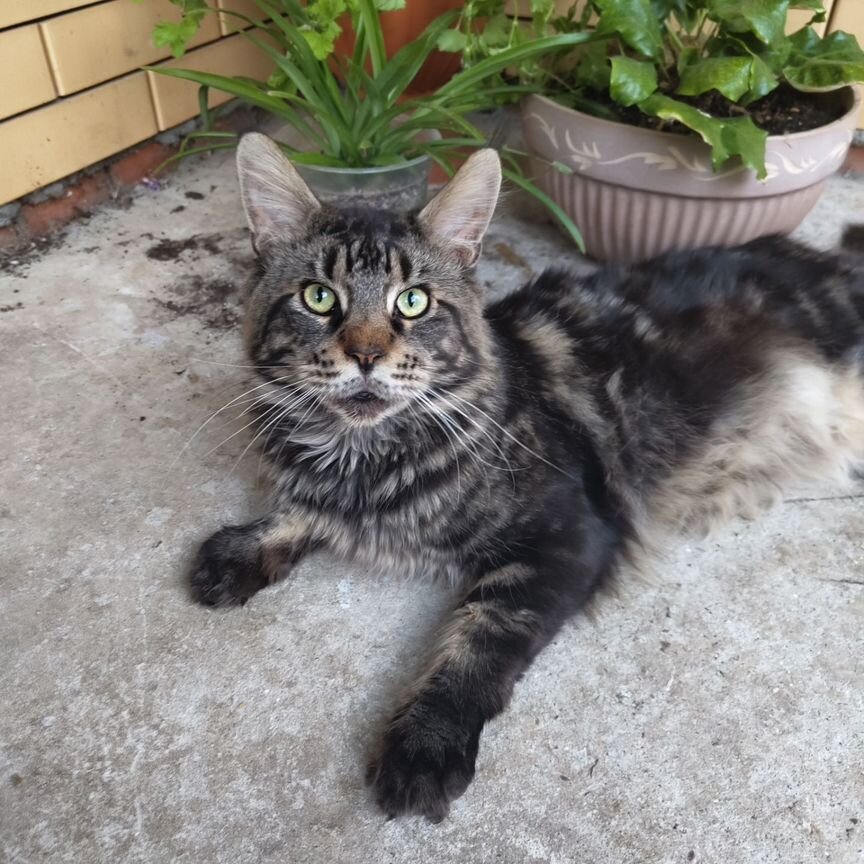 Кот мейнкун вязка