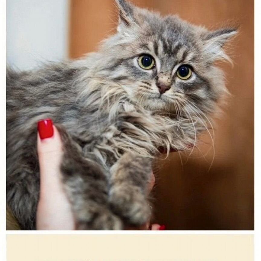 Пушистый котенок ищет дом