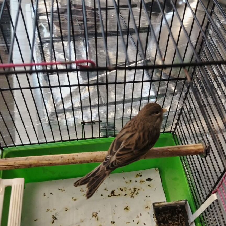 Канарейка самка