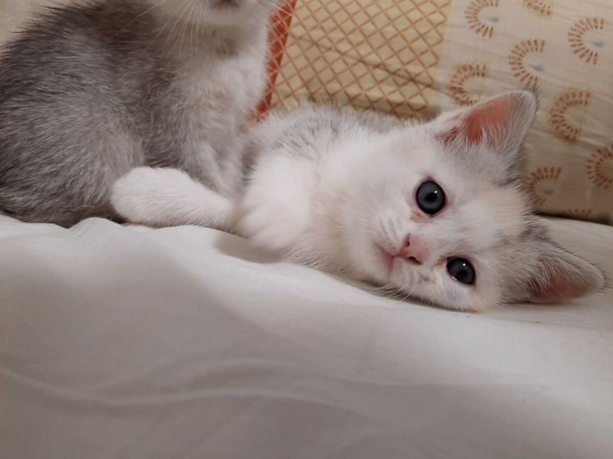 Шотландские котята