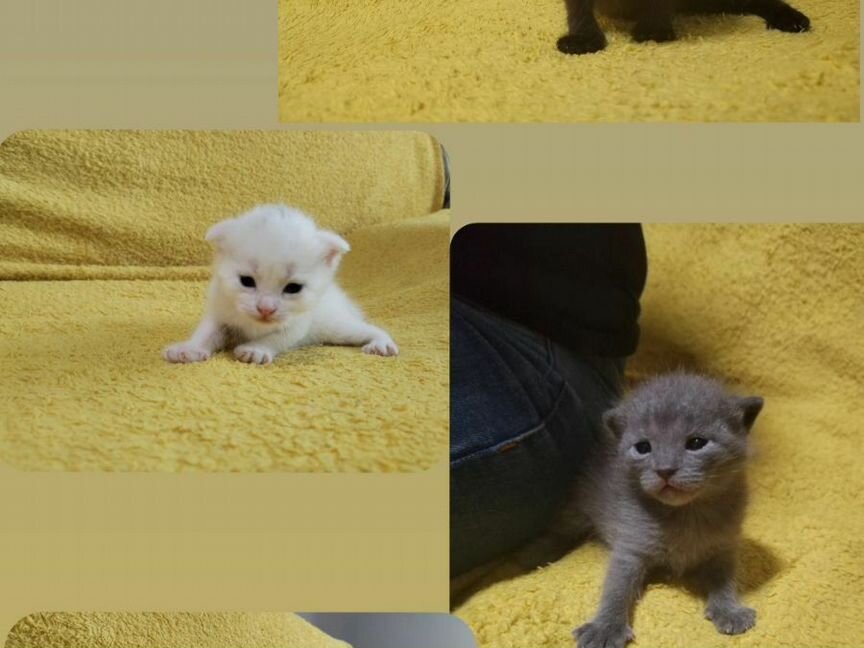 Британские котята