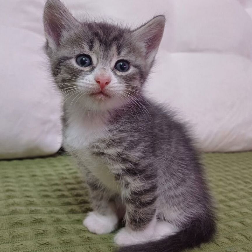 Котёнок - источник счастья и любви