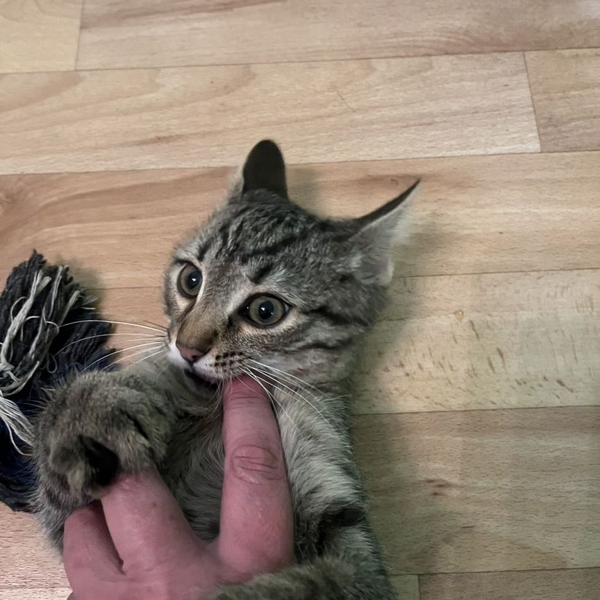 Котята