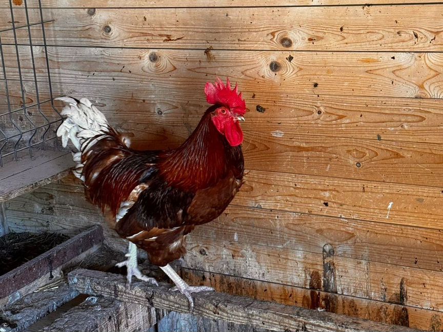 Петух молодой бесплатно