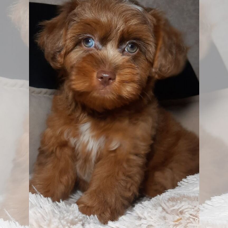 Петербургская орхидея, щенок