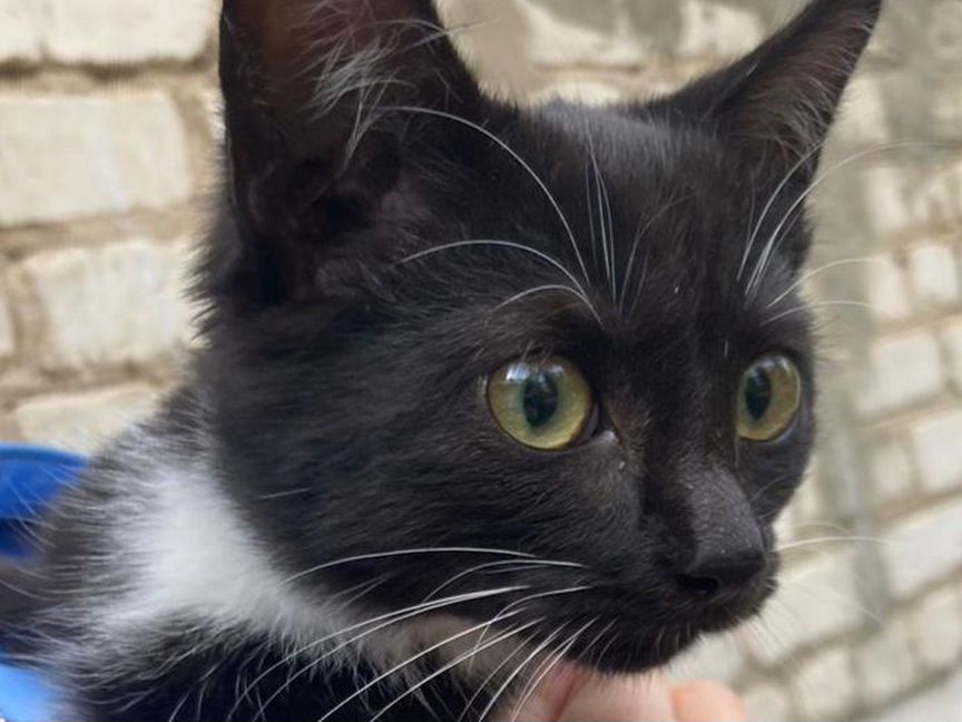 Кошки в добрые руки бесплатно