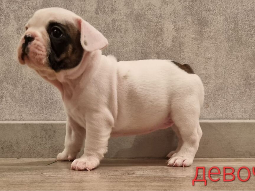 Щенки французского бульдога